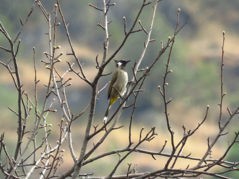 Devalsari Birds Gallery | Uttarakhand Birding